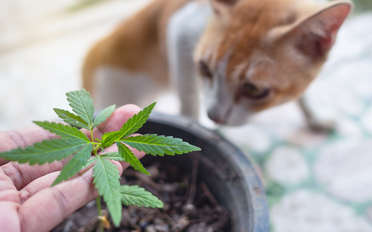 Terpeny: Jaką Funkcję Pełni Guaiol – KonopiaLeczy.com